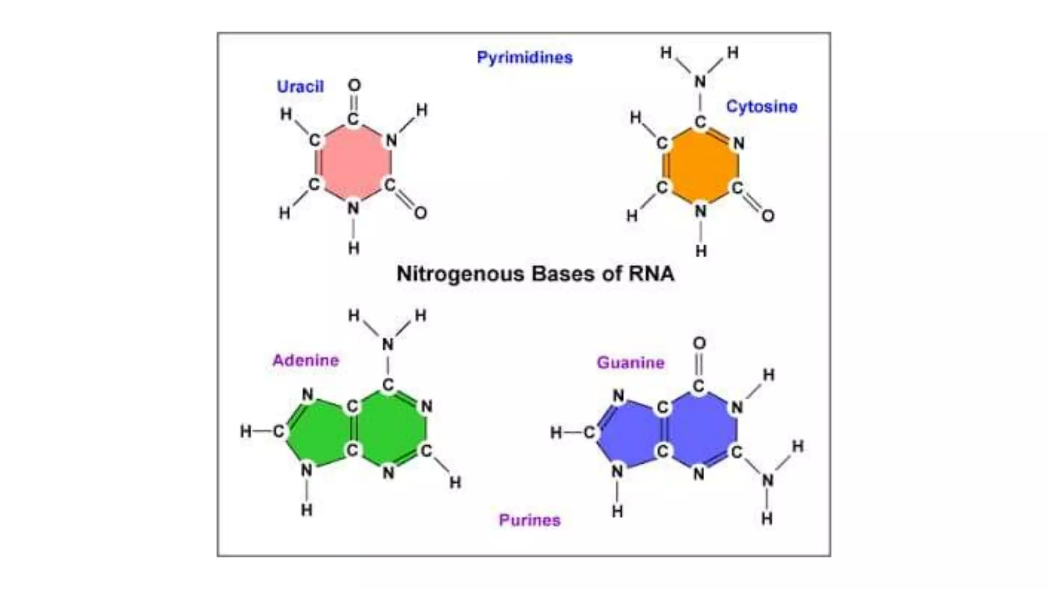Structure and function of RNA | PPTX
