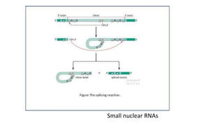 Structure and function of RNA | PPTX