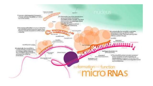 Structure and function of RNA | PPTX | Genetics | Science
