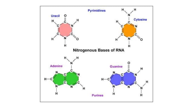 Structure and function of RNA | PPTX | Genetics | Science
