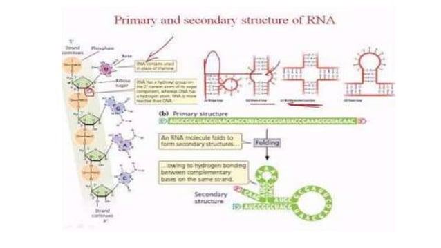 Structure and function of RNA | PPTX | Genetics | Science
