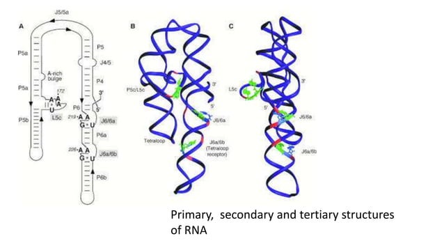 Structure and function of RNA | PPTX | Genetics | Science