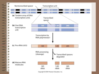 Structure of rna and its activation | PPT