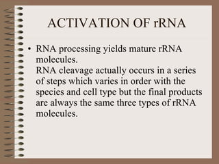 Structure of rna and its activation | PPT