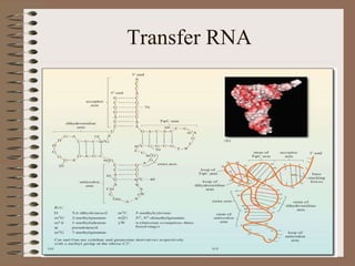 Structure of rna and its activation | PPT