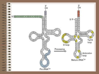 Structure of rna and its activation | PPT