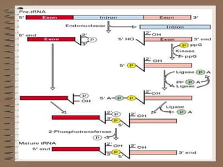 Structure of rna and its activation | PPT