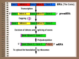 Structure of rna and its activation | PPT
