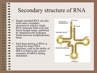 Structure of rna and its activation | PPT