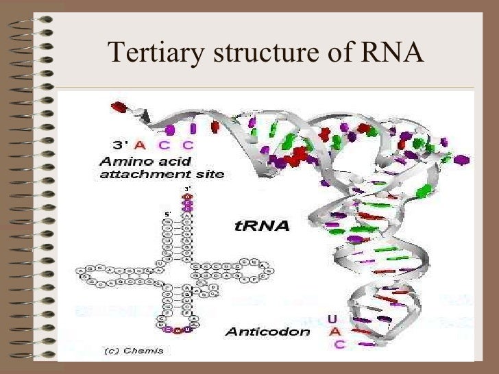 Tertiary Structure Of Rna