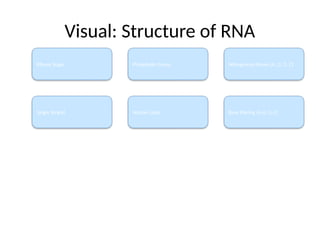 Structure_of_RNA_with_Diagram (1).pptx full | PPTX
