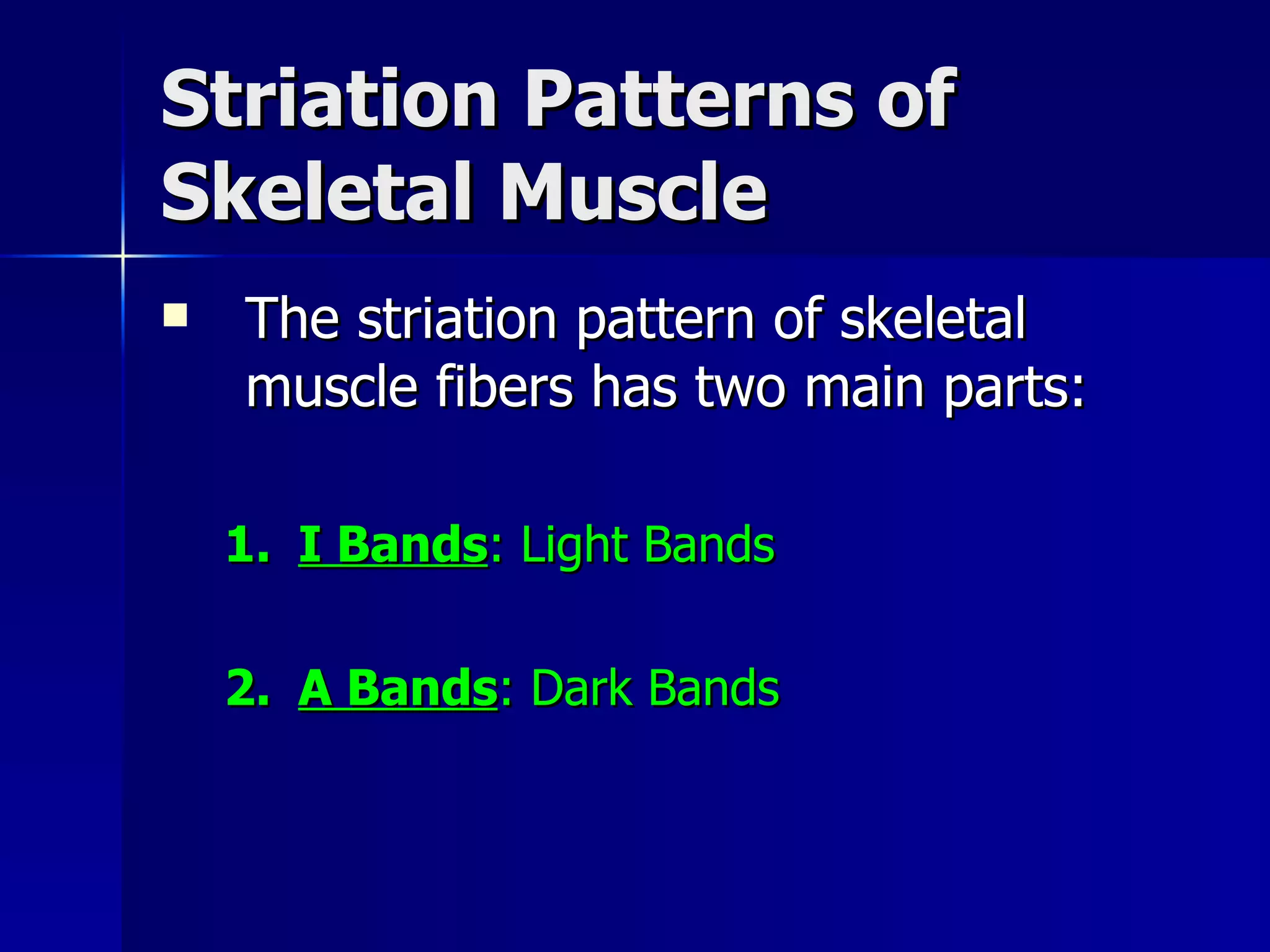 Structure of skeletal_muscle | PPT