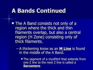 Structure of skeletal_muscle | PPT