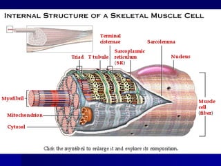 Skeletal Muscle Cell Diagram