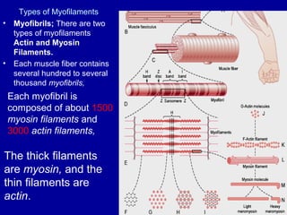 Structure of skeletal muscle | PPT