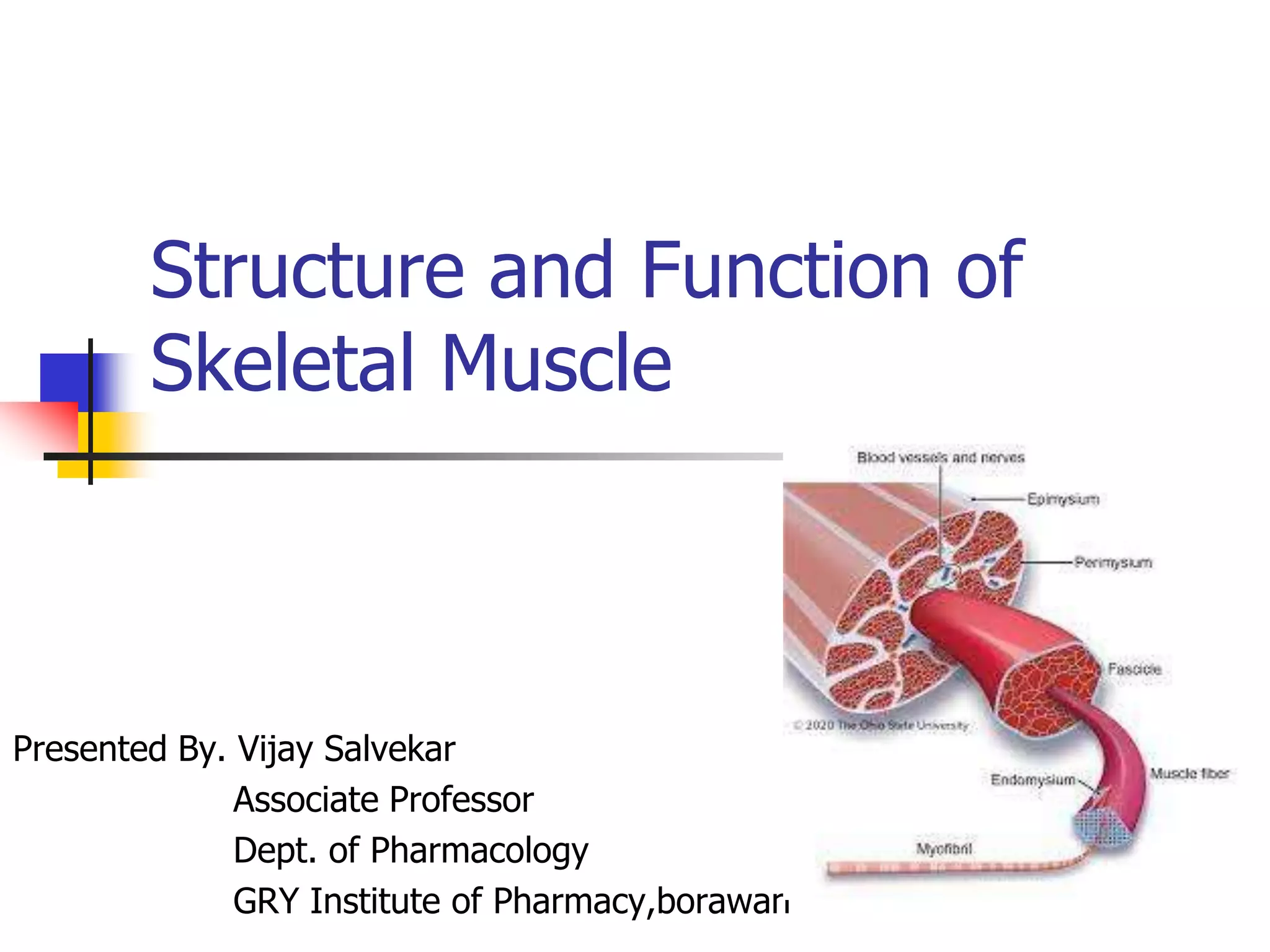 structure of skeletal muscle.ppt.pptx