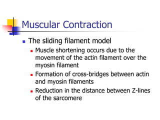 structure of skeletal muscle.ppt.pptx | Physical Therapy | Wellness