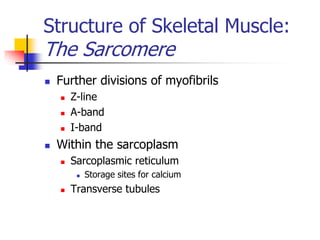 structure of skeletal muscle.ppt.pptx