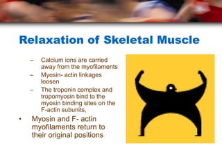 StructureofSkeletalMuscle for presentation.ppt