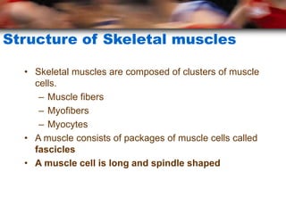 StructureofSkeletalMuscle for presentation.ppt