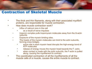 Structure of Skeletal Muscle- A short review into the anatomy. | PPT