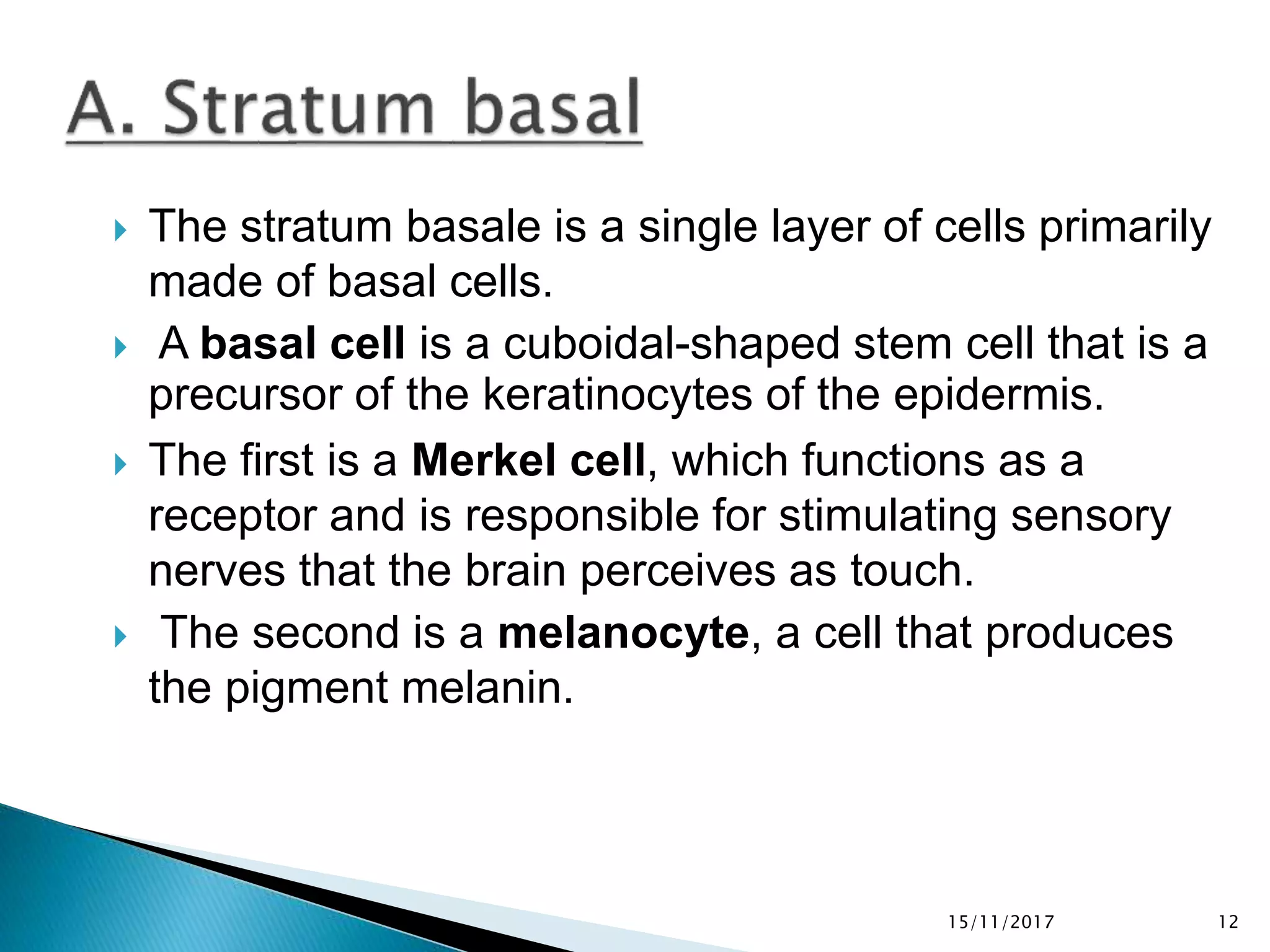 Structure of skin | PPTX