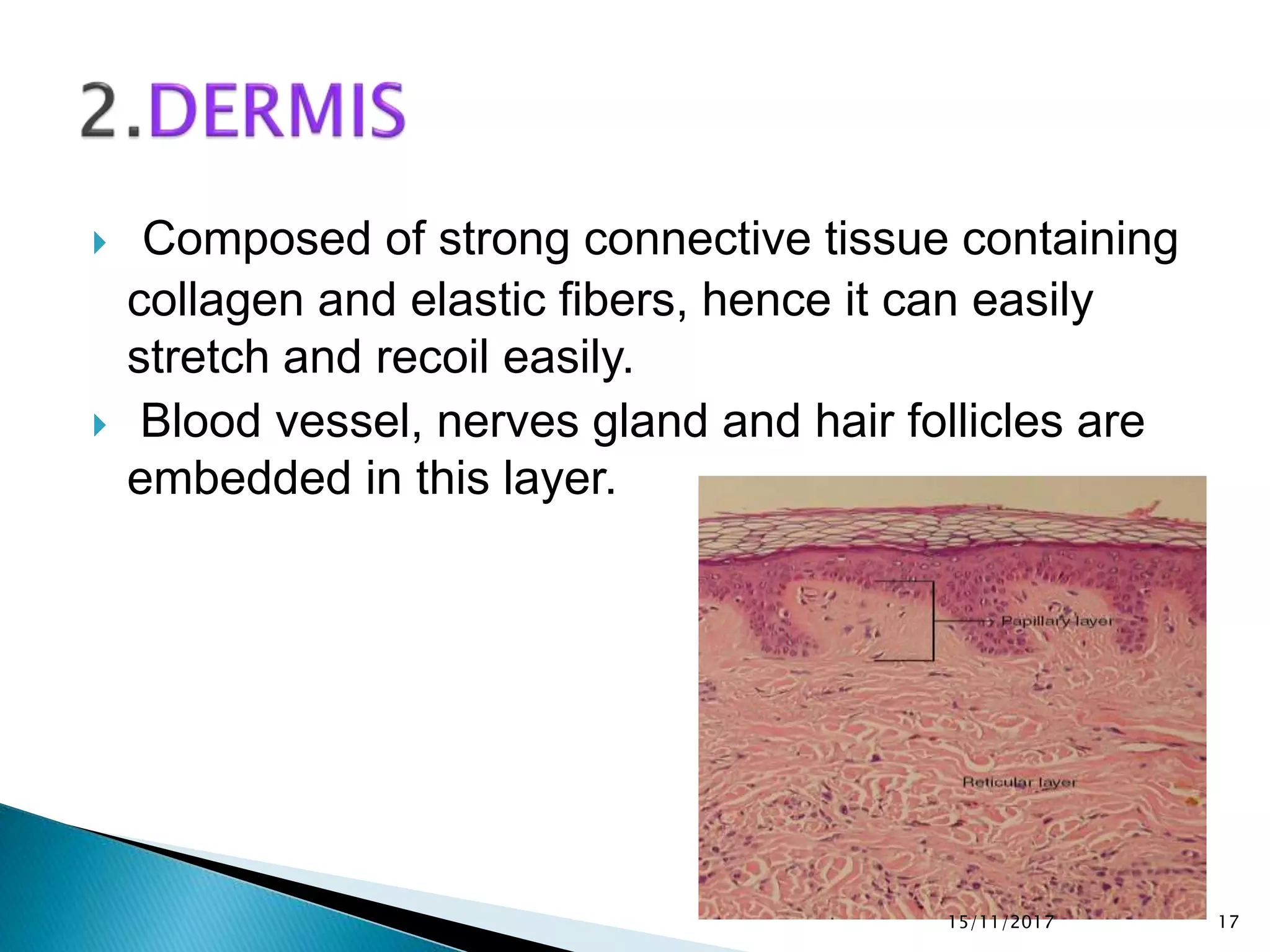 Structure of skin | PPTX