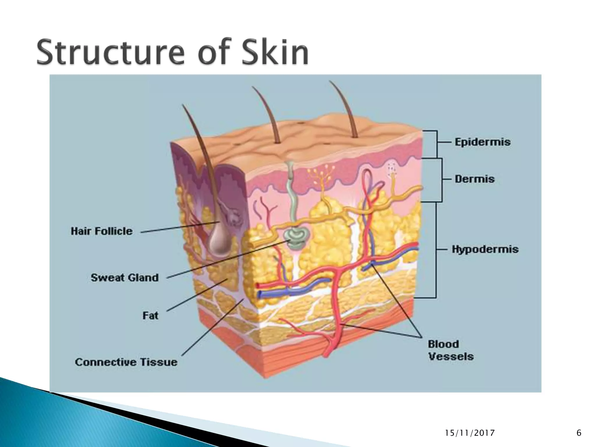 Structure of skin | PPTX