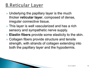 Structure of skin | PPTX