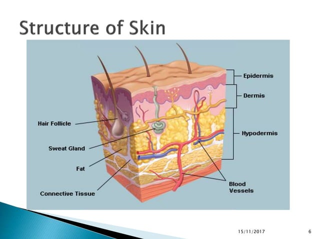 Structure of skin | PPTX | Skin and Dermatology | Diseases and Conditions