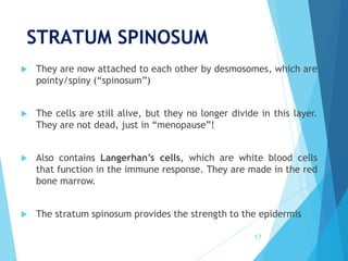 Structure of skin, Dry Skin and Acne | PPTX