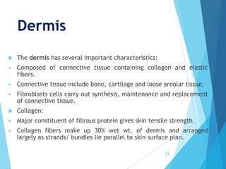 Structure of skin, Dry Skin and Acne | PPTX