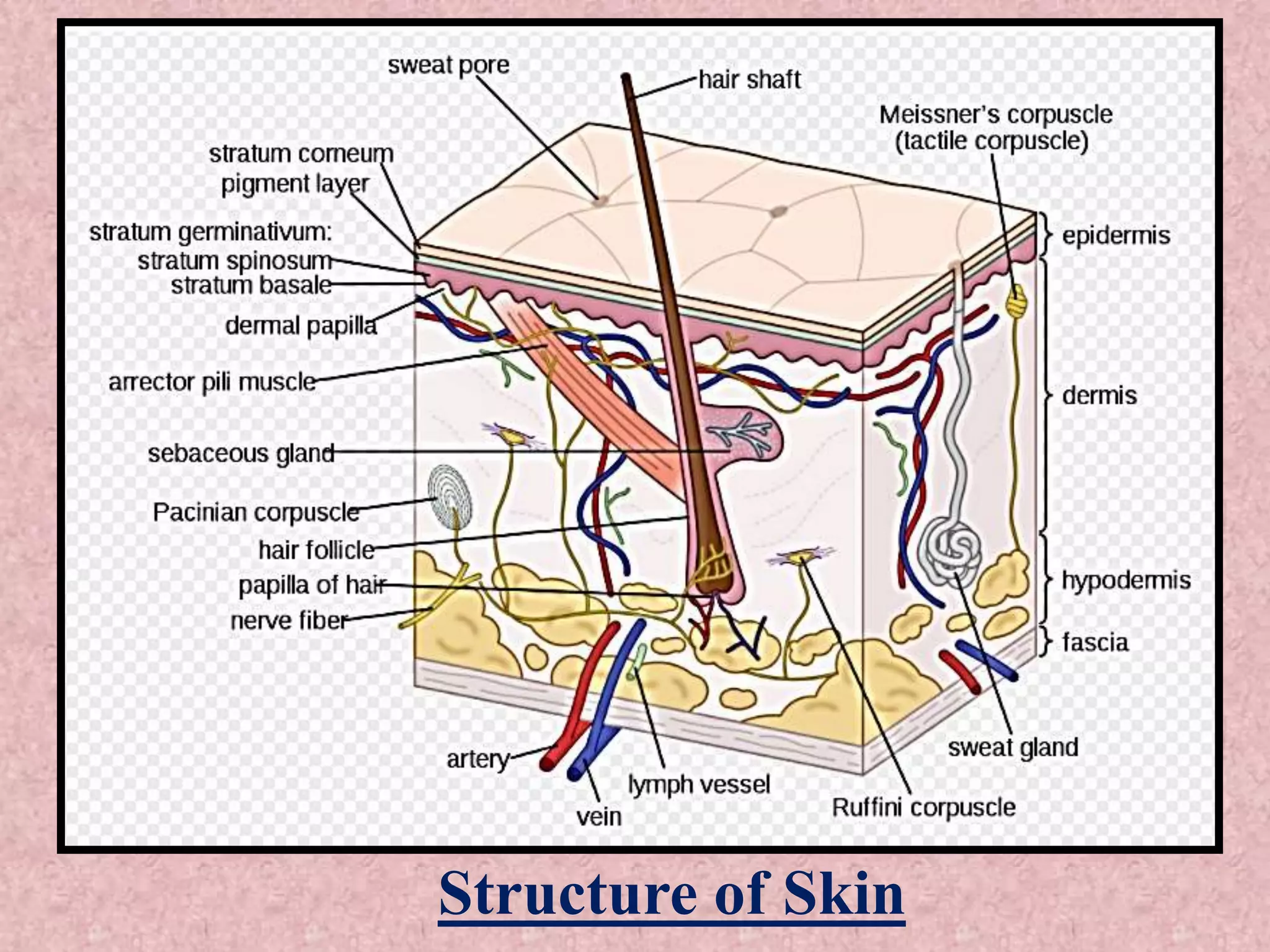 Structure of Skin.pptx