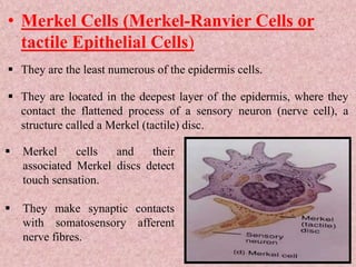 Structure of Skin.pptx