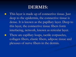 Structure of skin.ppt | Skin and Dermatology | Diseases and Conditions