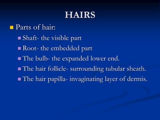 Structure of skin.ppt | Skin and Dermatology | Diseases and Conditions