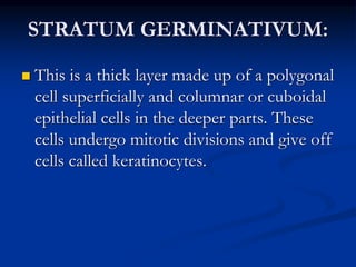 Structure of skin.ppt | Skin and Dermatology | Diseases and Conditions