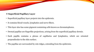 Structure of Skin.fxtxrxtcyftftfyfyfftfpptx | PPTX