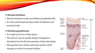 Structure of Skin.fxtxrxtcyftftfyfyfftfpptx | PPT