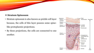 Structure of Skin.fxtxrxtcyftftfyfyfftfpptx | PPT