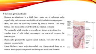 Structure of Skin.fxtxrxtcyftftfyfyfftfpptx | PPTX