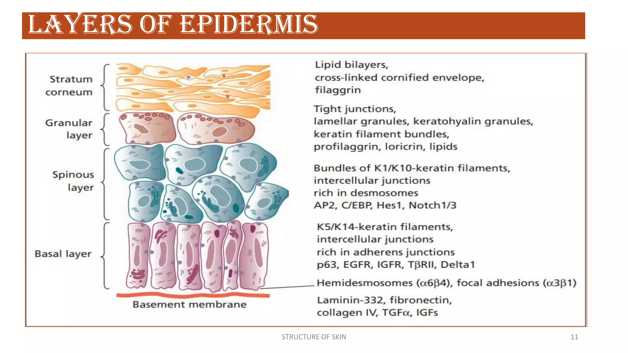 Structure of Skin | Layers of Skin | PDF