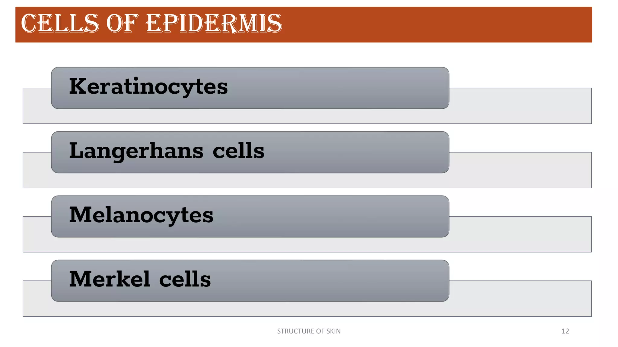 Structure of Skin | Layers of Skin | PDF