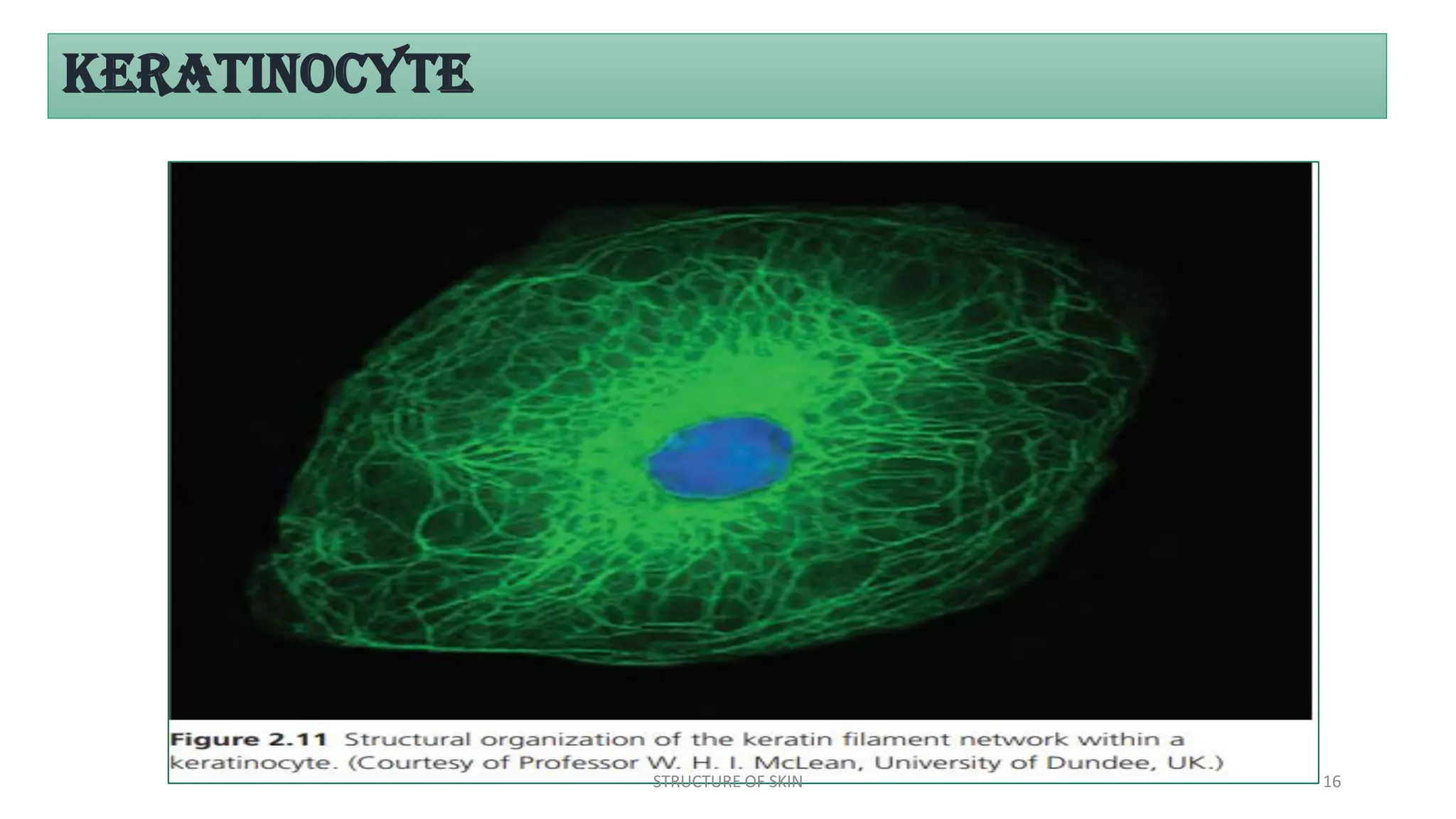 Structure of Skin | Layers of Skin | PDF