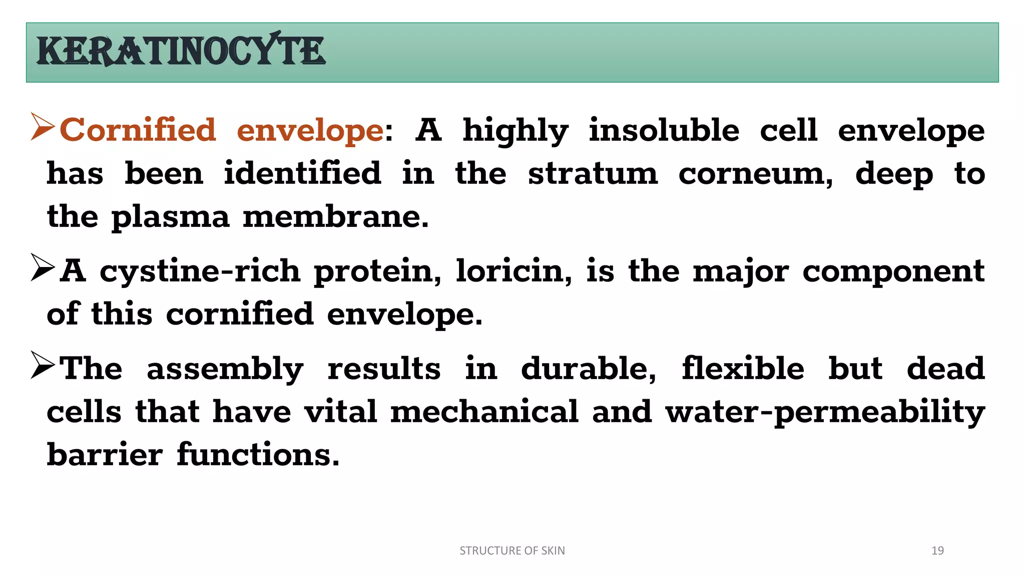 Structure of Skin | Layers of Skin | PDF