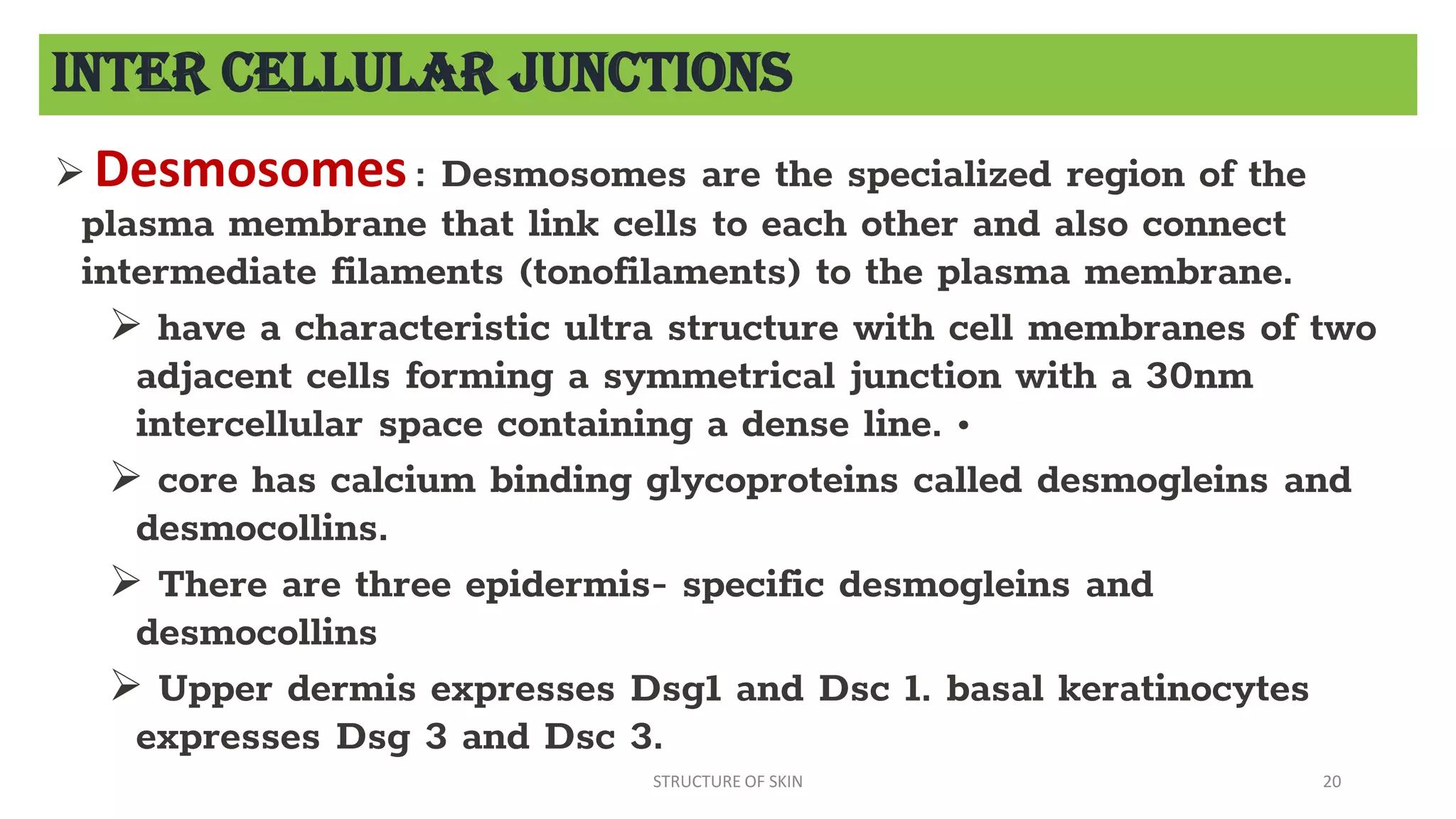 Structure of Skin | Layers of Skin | PDF