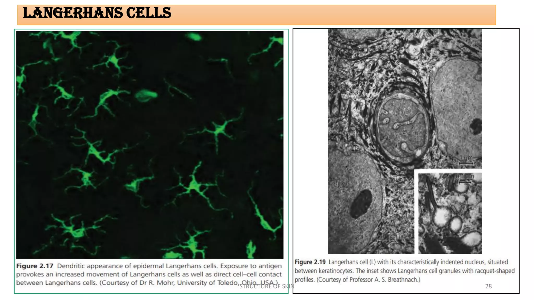 Structure of Skin | Layers of Skin | PDF