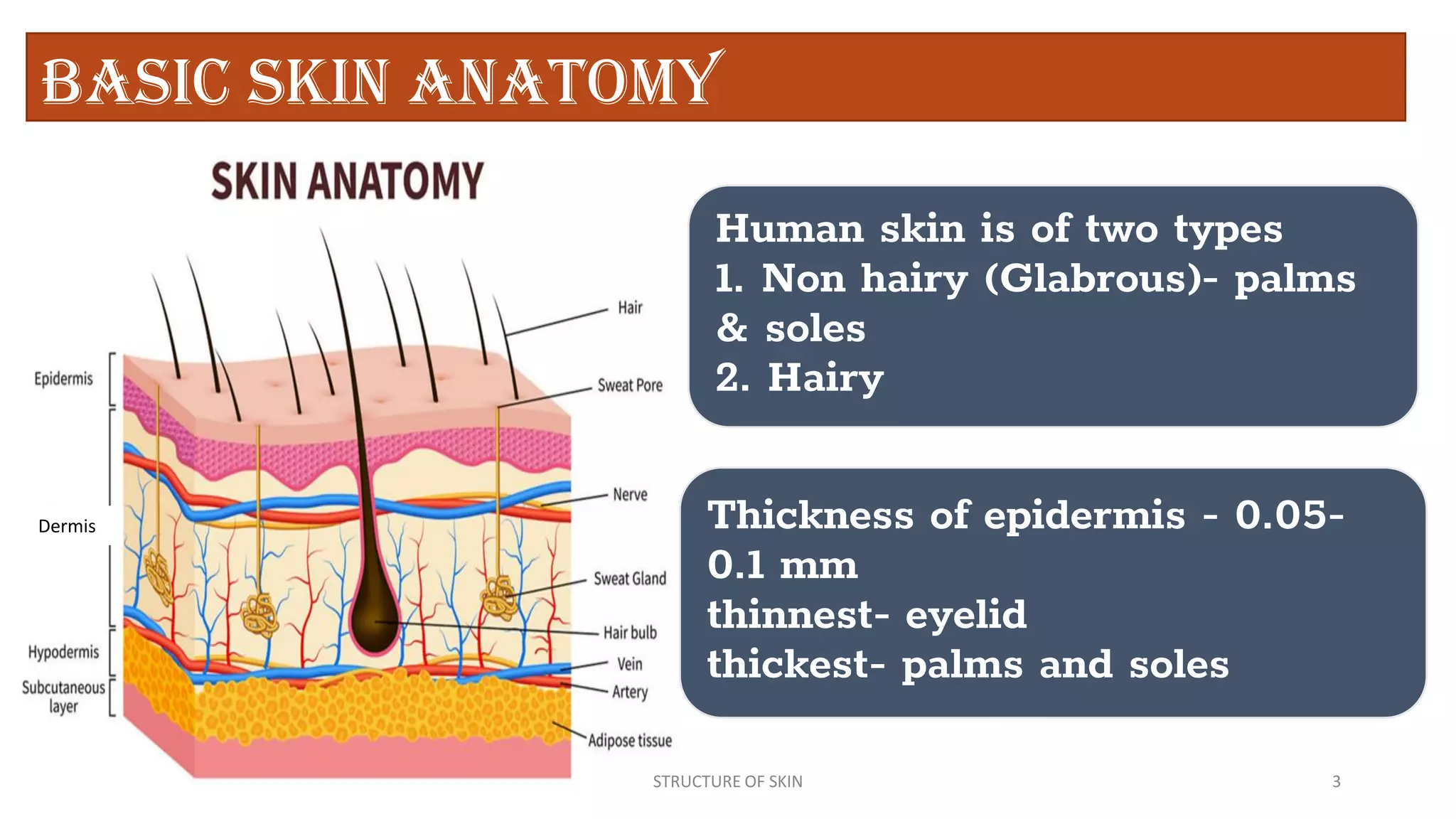 Structure of Skin | Layers of Skin | PDF
