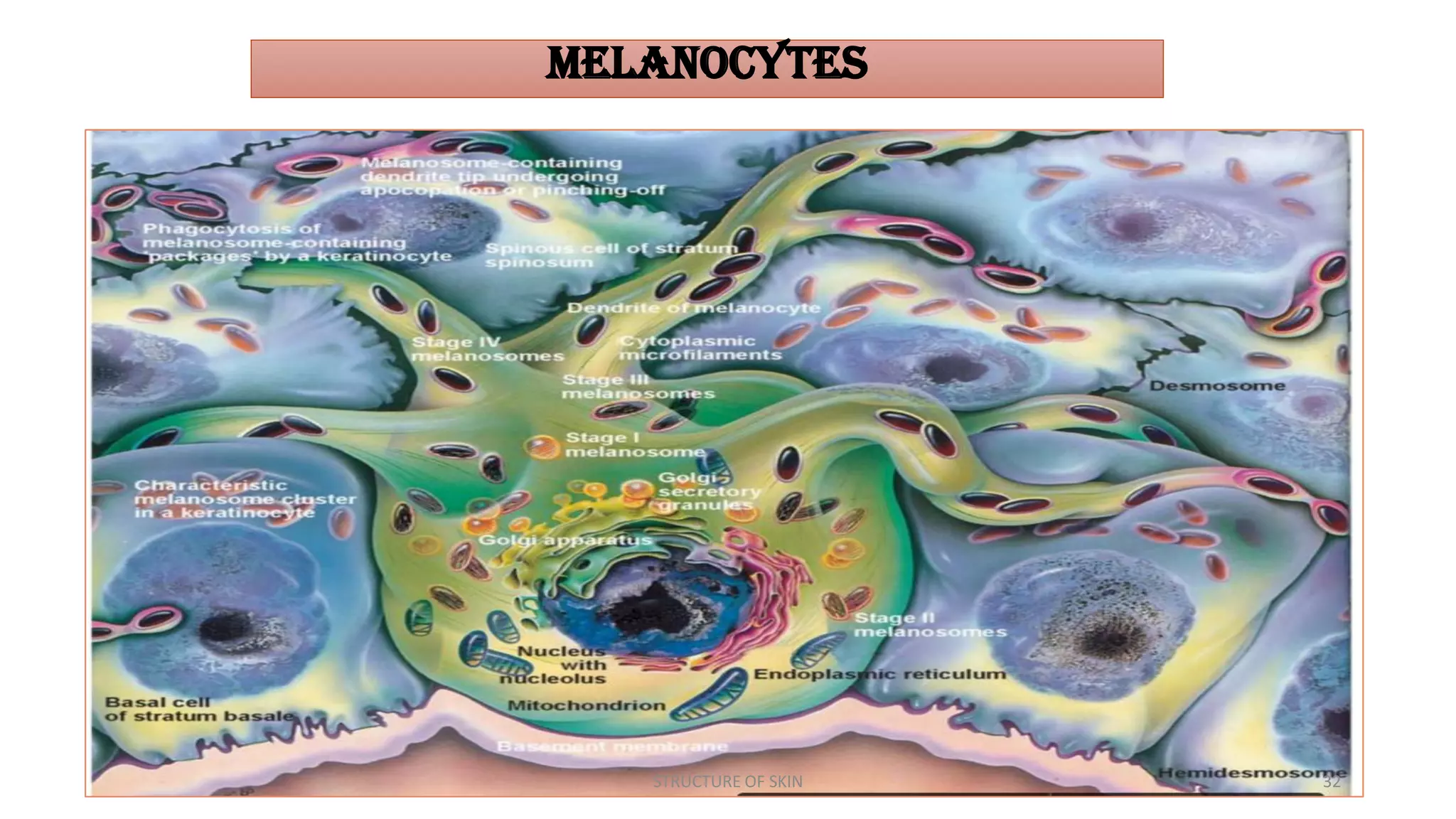 Structure of Skin | Layers of Skin | PDF