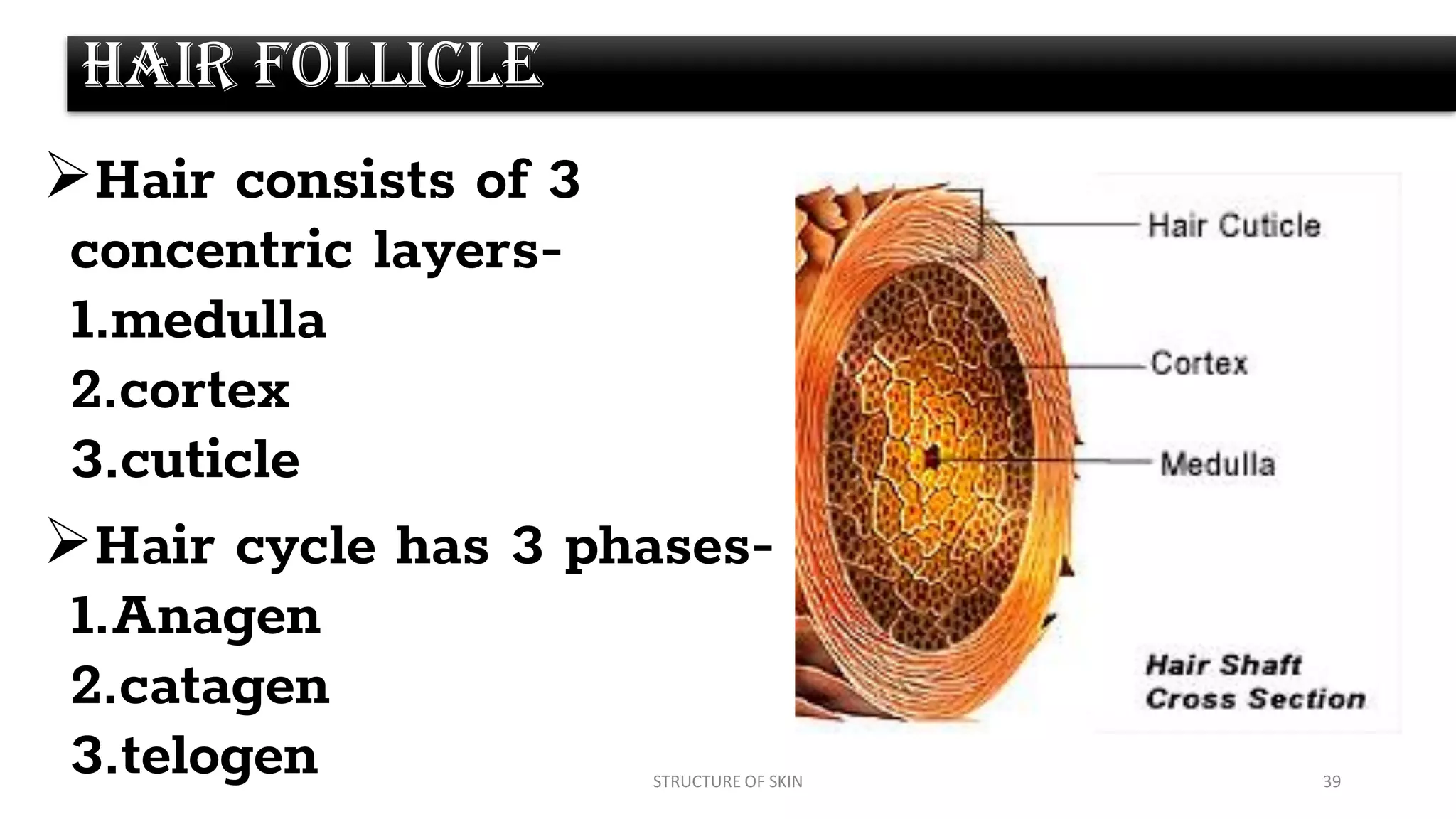Structure of Skin | Layers of Skin | PDF